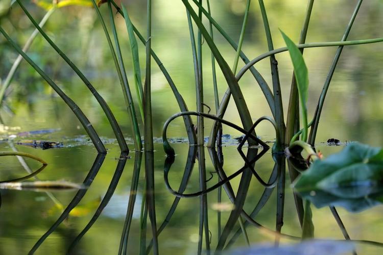 To save a dying swamp, Louisiana aims to restore the Mississippi River's natural flow