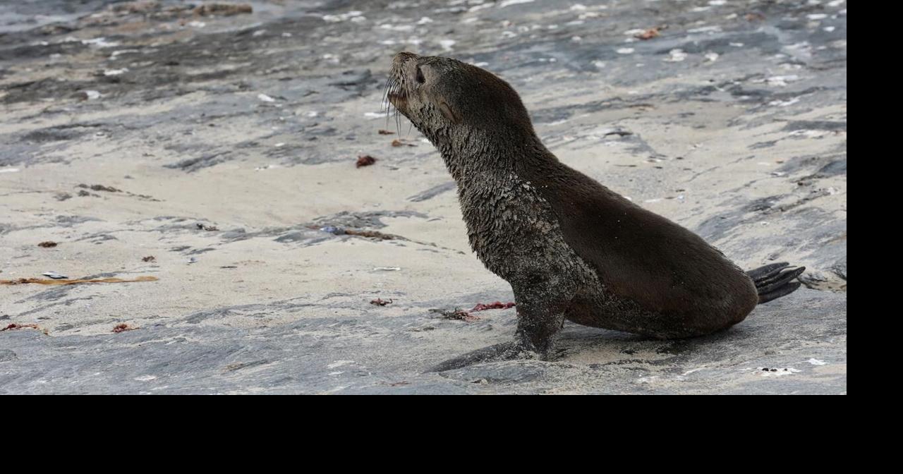 Scientists in South Africa say they have identified the first known ...