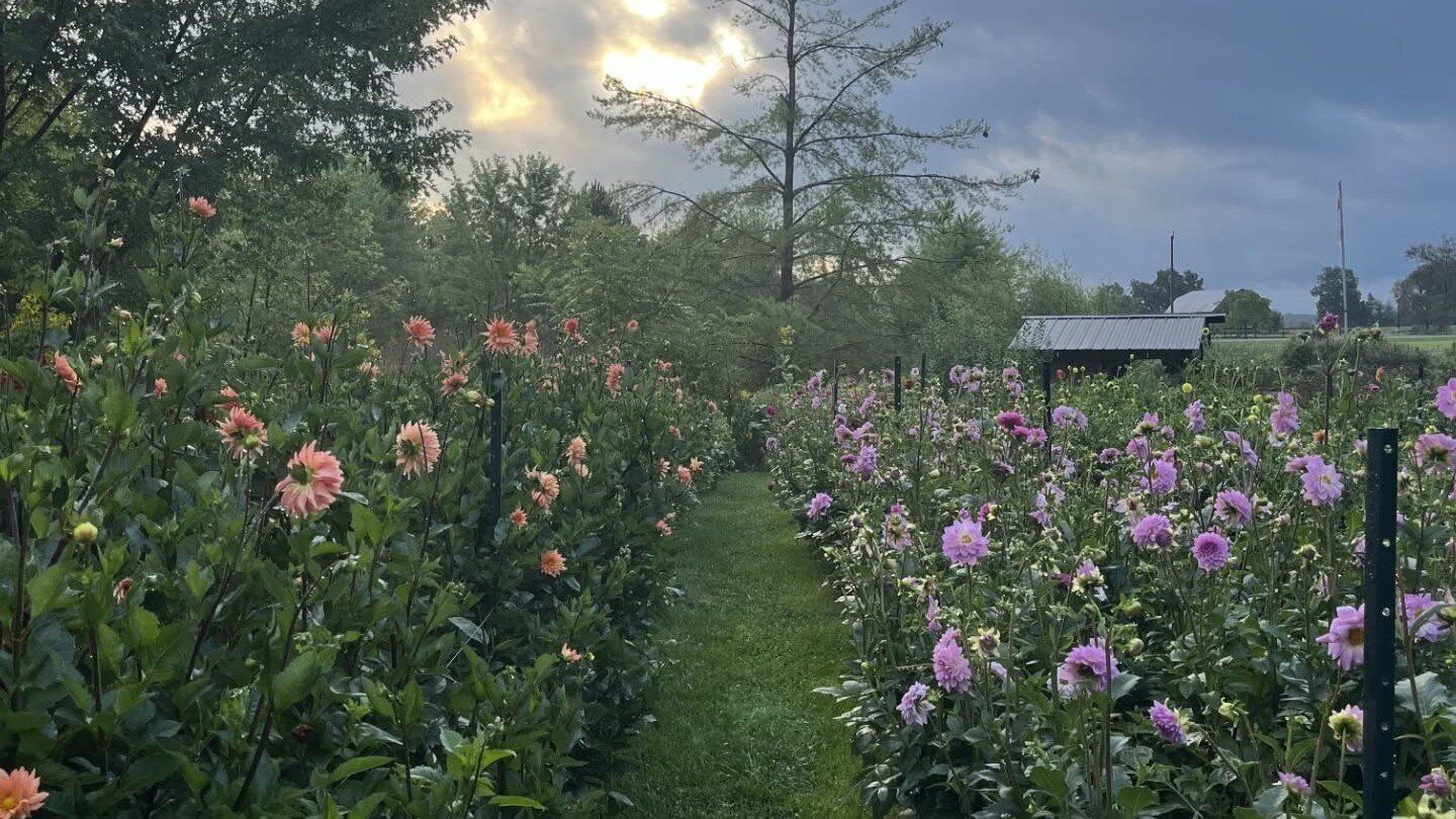 Bookmark these flower experiences in and around Hamilton