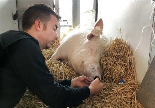 Sick 650-pound 'wonder pig' requires an extra-large CT scanner