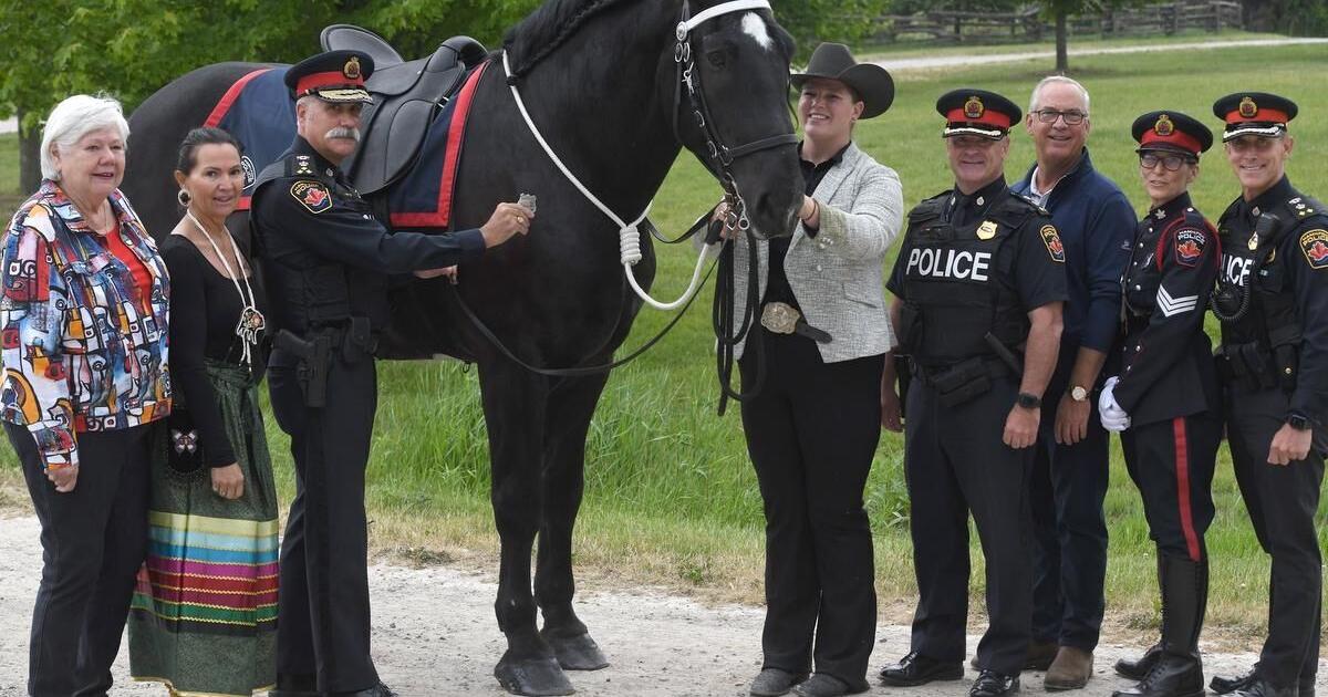 Welcome to the force, horse