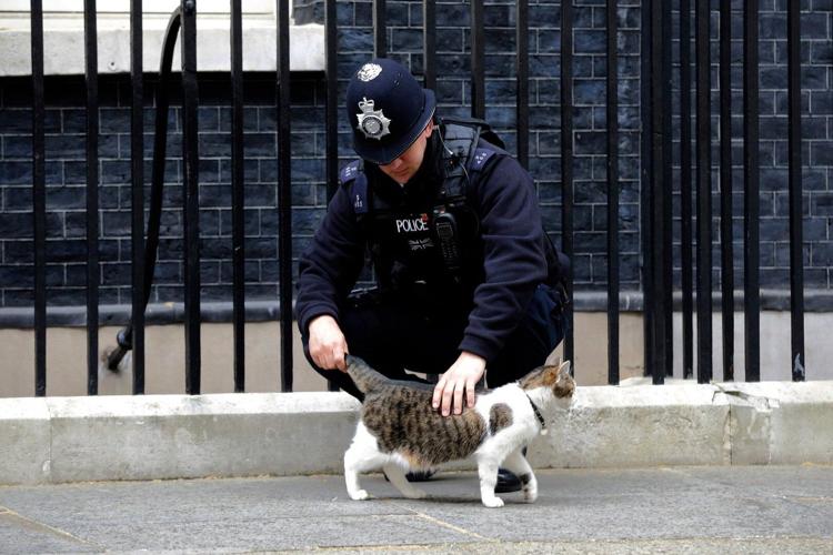 Larry the cat, Britain's Chief Mouser at 10 Downing Street for 15 years ...