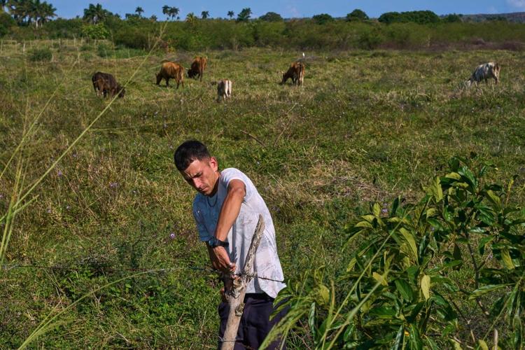 US energy blockade leaves Cuban farmers struggling to feed a nation