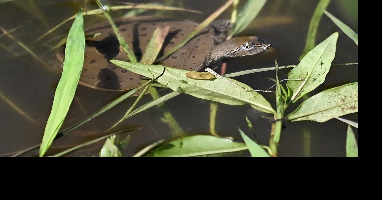 Dozens of baby turtles set free in Quebec river as part of zoo ...