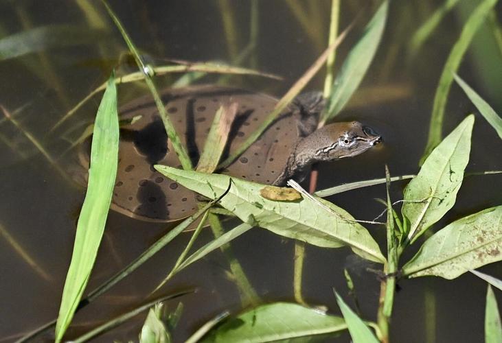 Dozens of baby turtles set free in Quebec river as part of zoo ...