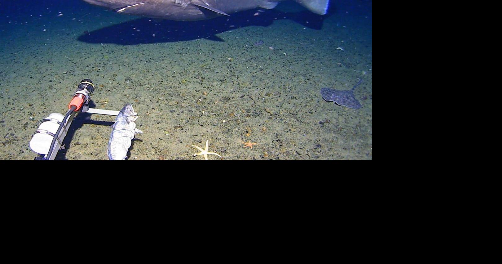 Surprise shark caught on camera for first time in Antarctica’s near ...
