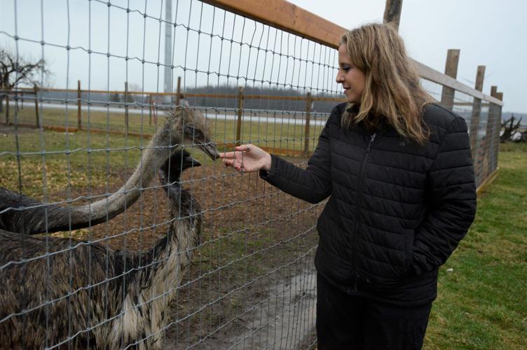 Owner of killed emu relocates remaining birds