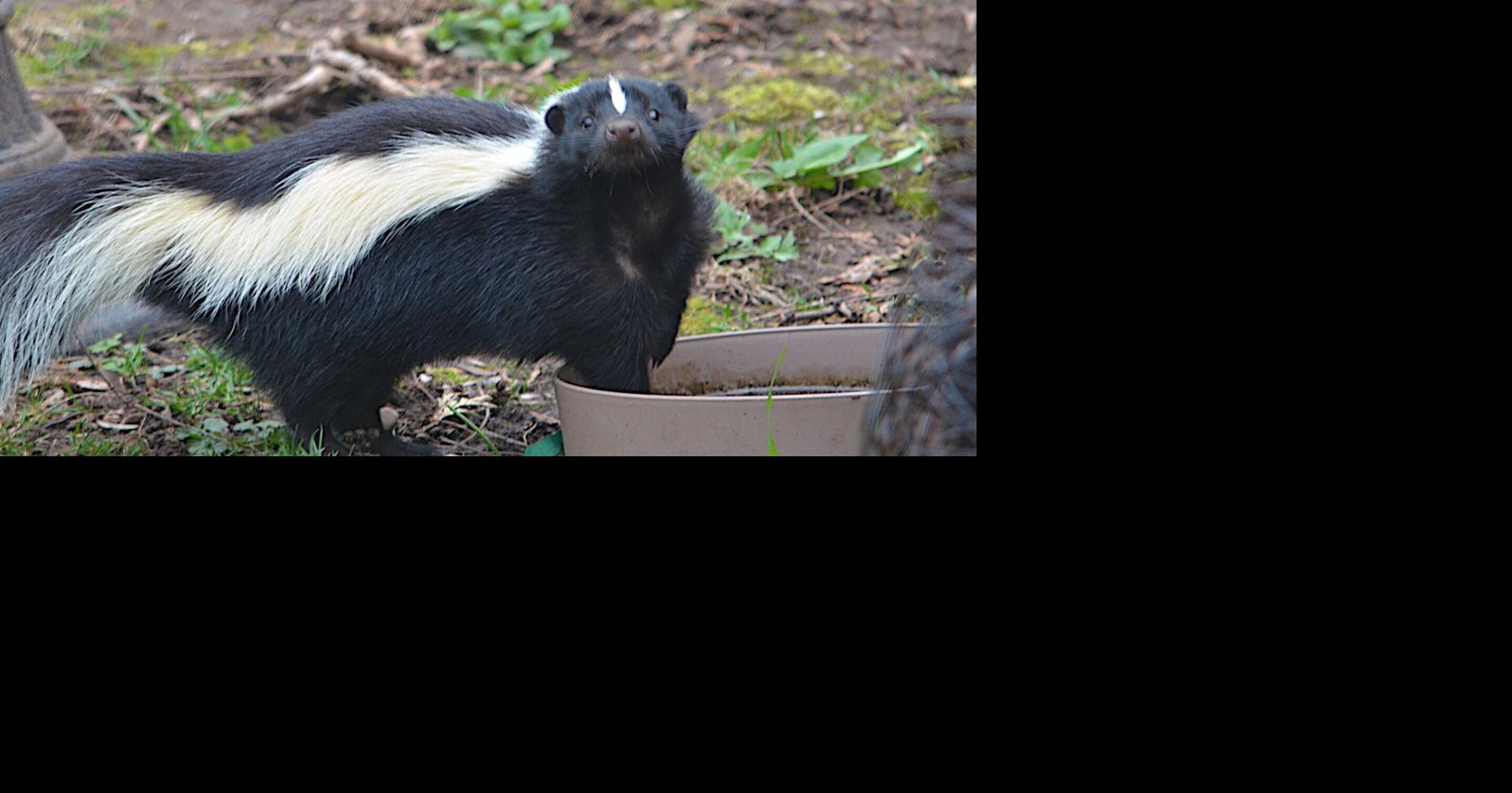 3 Hamilton skunks test positive for canine distemper virus