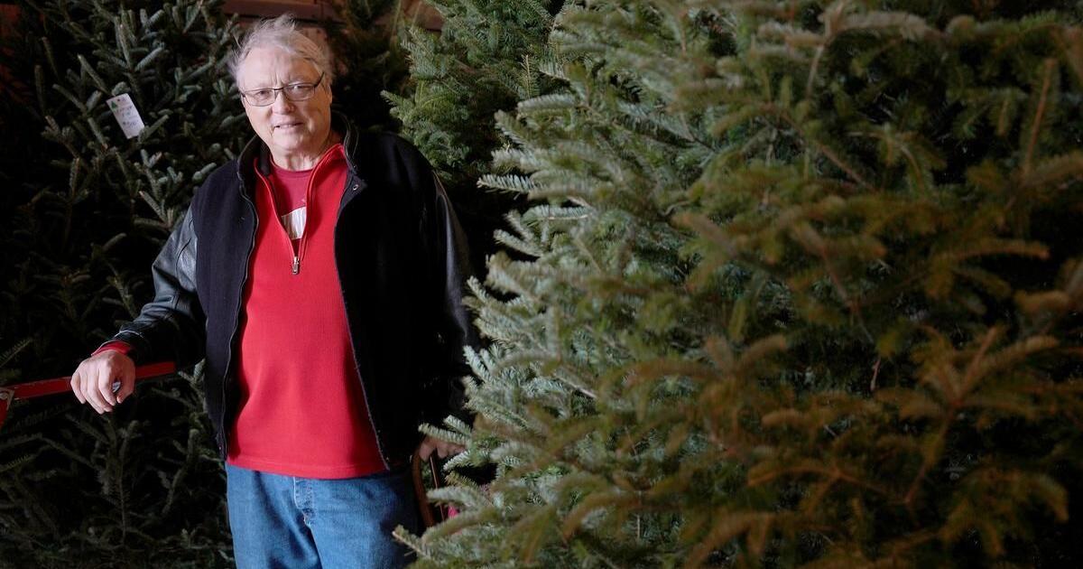 Get’em while you can: Hamilton Christmas tree hunters scrambling amid ...