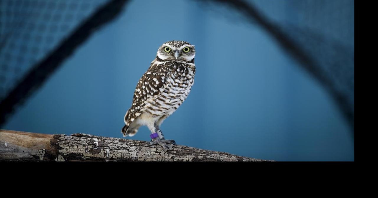 Grassland destruction on Canadian Prairies harming bird populations: report