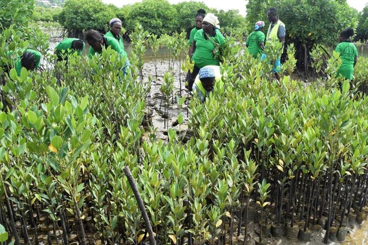 Mind the mangroves! Some Kenyans combat the threat of logging with hidden beehives