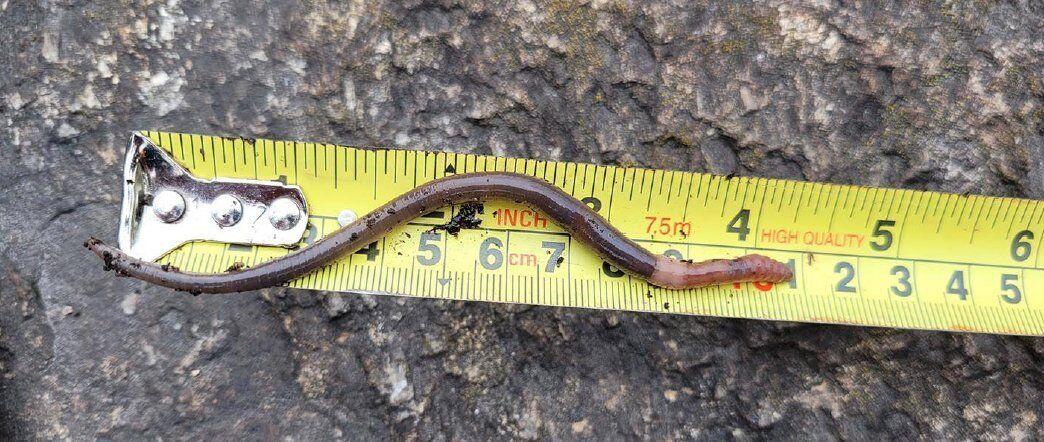 This invasive Hammerhead worm will make your skin crawl