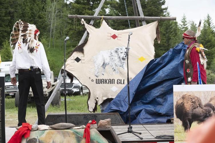 Yellowstone officials: Rare white buffalo sacred to Native Americans ...