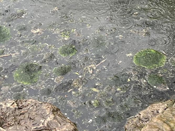 Smelly algae invades Hamilton’s west harbour ... again