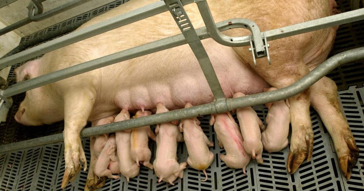 A Pig’s Tale Part 4: The trouble with boars