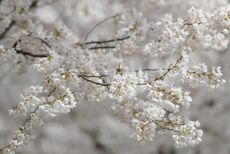 Cherry blossoms bloom across Hamilton