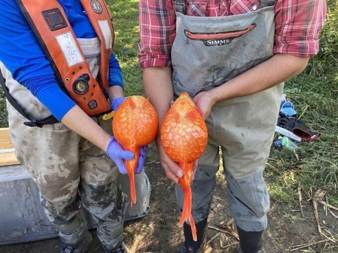 Monster goldfish are taking over Hamilton stormwater ponds by the thousands