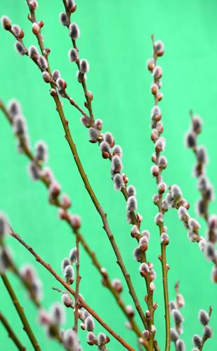 Spring has sprung at Gage Park