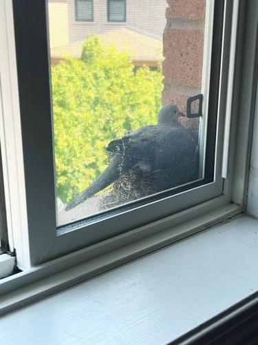 Dove love and a gardening glove