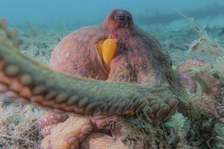 How to use 8 arms? Octopuses tend to explore with their front limbs