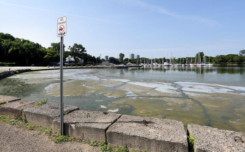 Rotting blue-green algae stinking up Hamilton bayfront