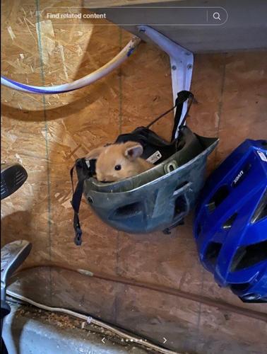 Hamilton police investigating kidnapping Potato the Bunny