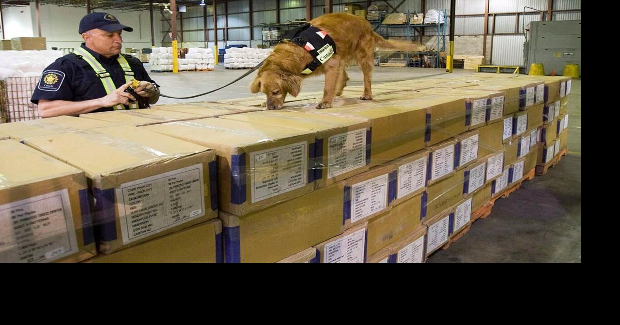 Detector dogs could help sniff out more fentanyl, firearms at border ...