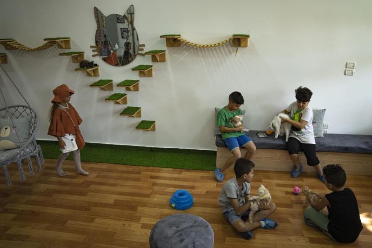 The Gaza Strip gets its first cat cafe, a cozy refuge from life under ...
