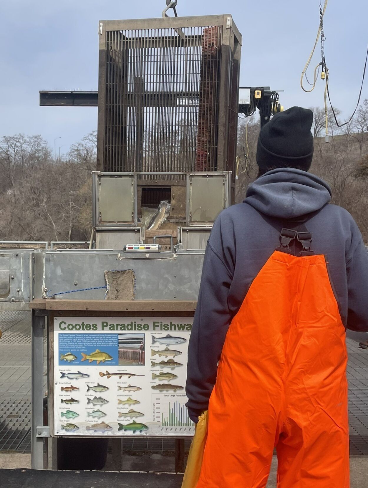 Saving Paradise: the long road to rehabilitate Cootes
