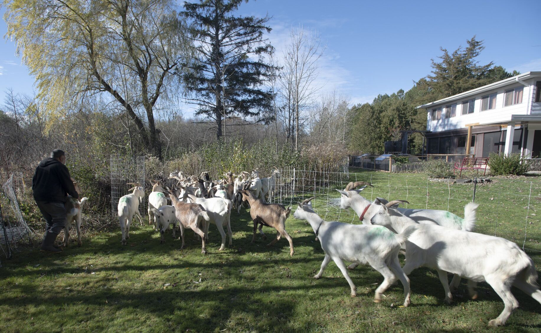 Goats tackle invasive plants in Hamilton