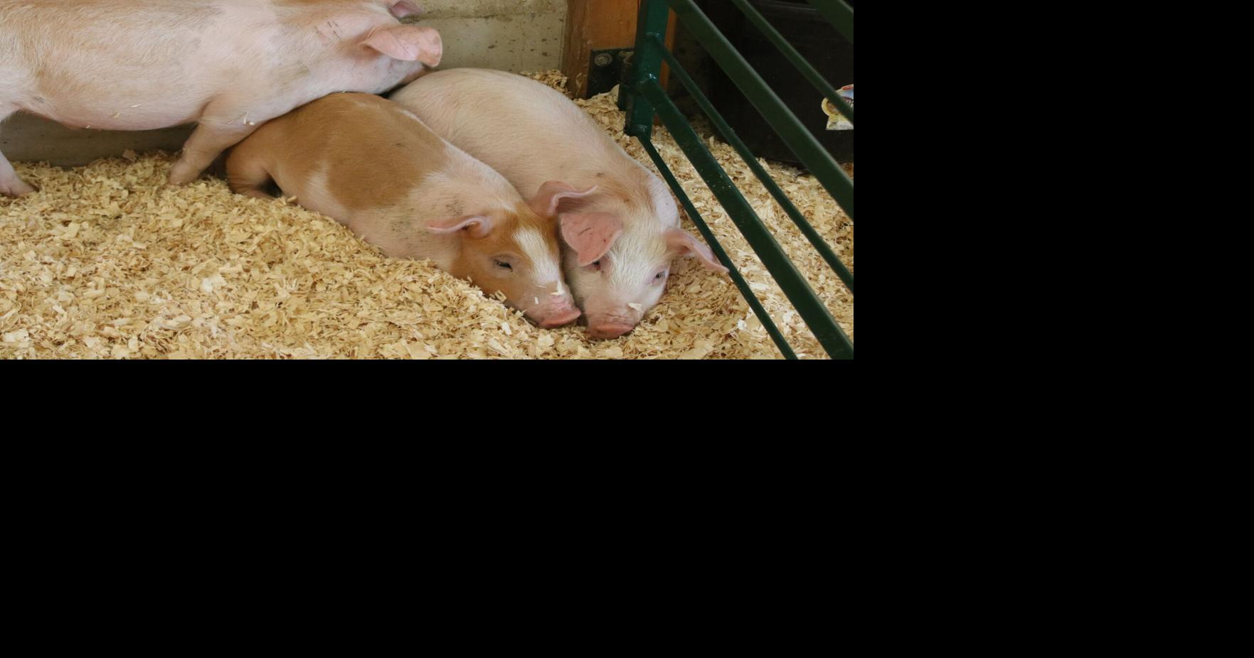 8 things to know about the 2021 Ancaster Fair