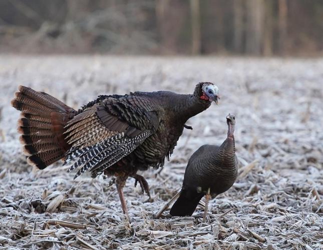 Wild turkeys one of the ‘great conservation success stories’