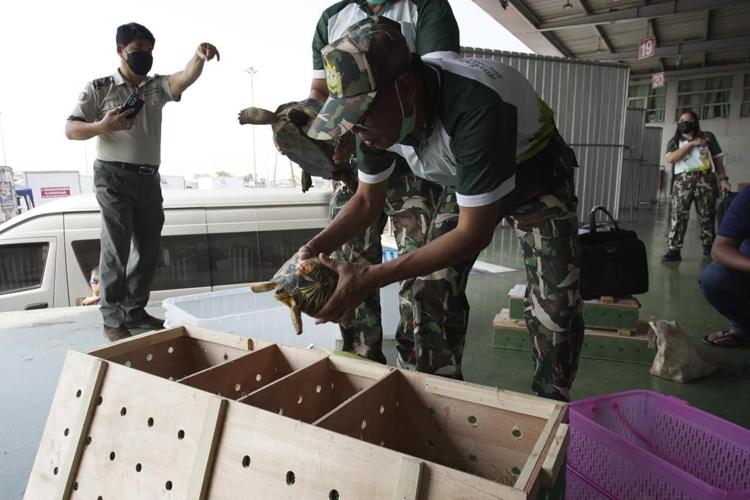 Thais send smuggled tortoises home to Tanzania as evidence against ...