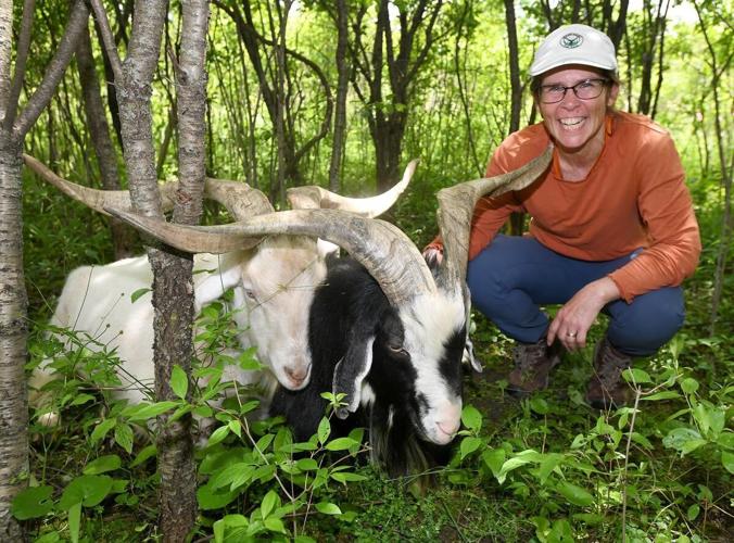 Eco-goats trying to graze the way to help Hamilton Naturalists’ Club ...