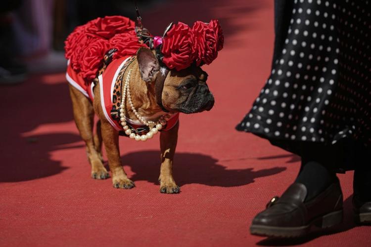 PHOTO COLLECTION: Russia French Bulldogs Parade