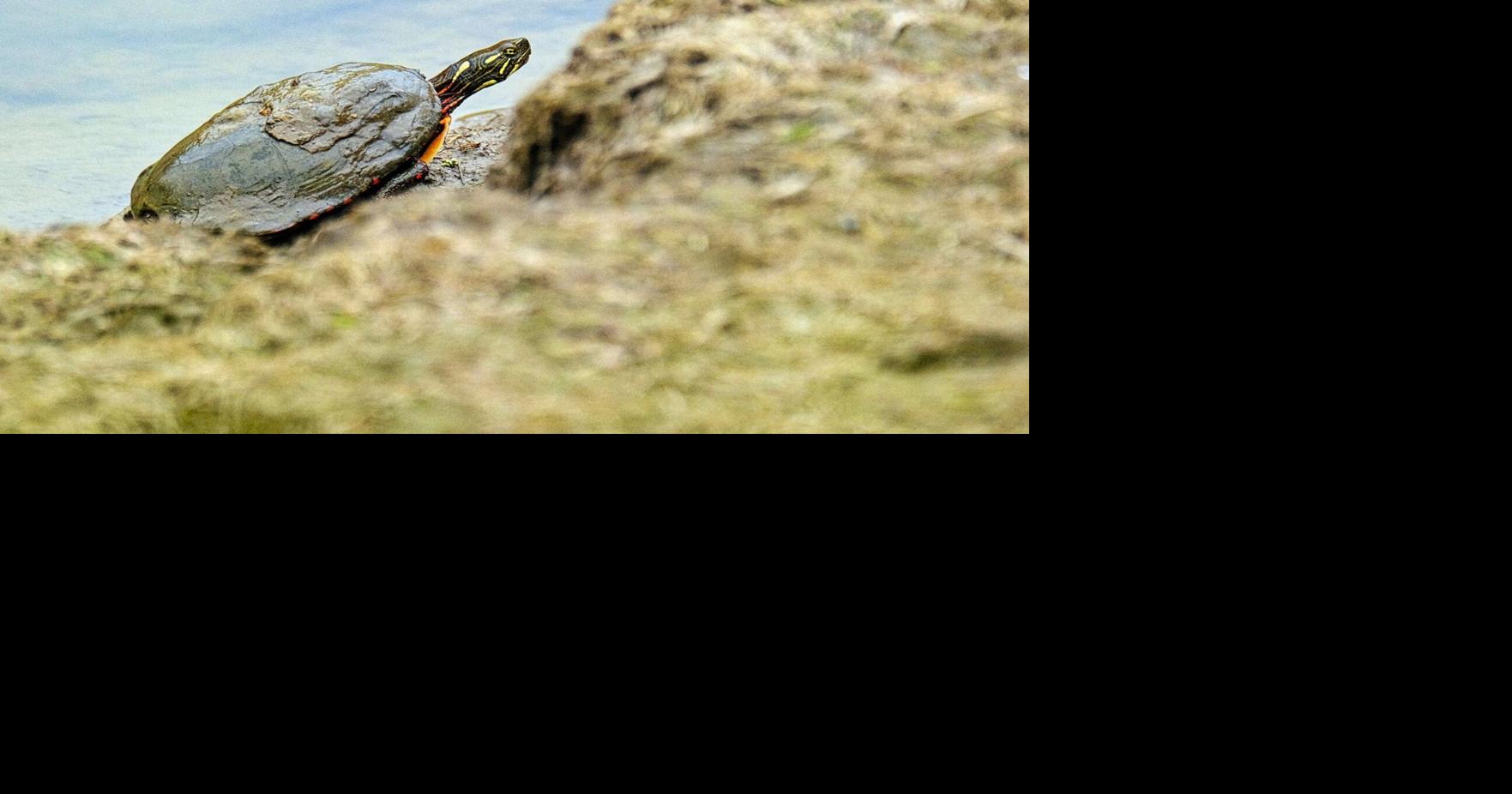 Dundas Delsey Pond dredging approved despite ongoing provincial ...