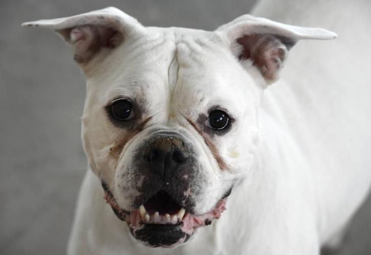 Scott McDonald’s dogs helped him beat cancer — now he’s walking his pup ...