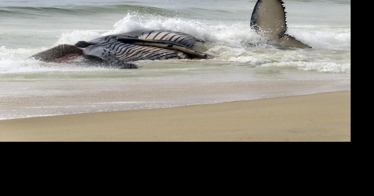 Dead whale on New Jersey's Long Beach Island is first of the year ...