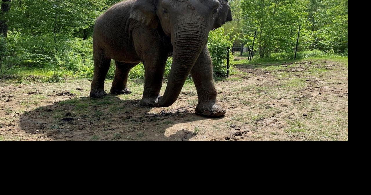 Raja the elephant, a big draw at the St. Louis Zoo, is moving to ...