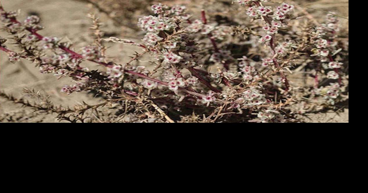 Cypress exploring options to combat new noxious weed