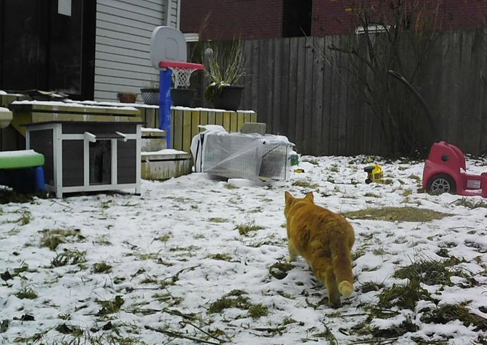 Pet surrenders rise in Hamilton amid affordability crisis