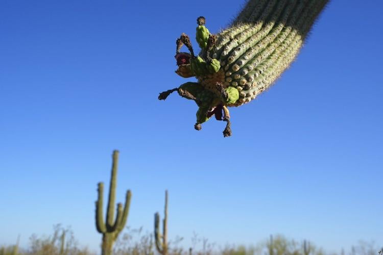 PHOTO ESSAY: Tohono O'odham families carry on sacred saguaro fruit ...