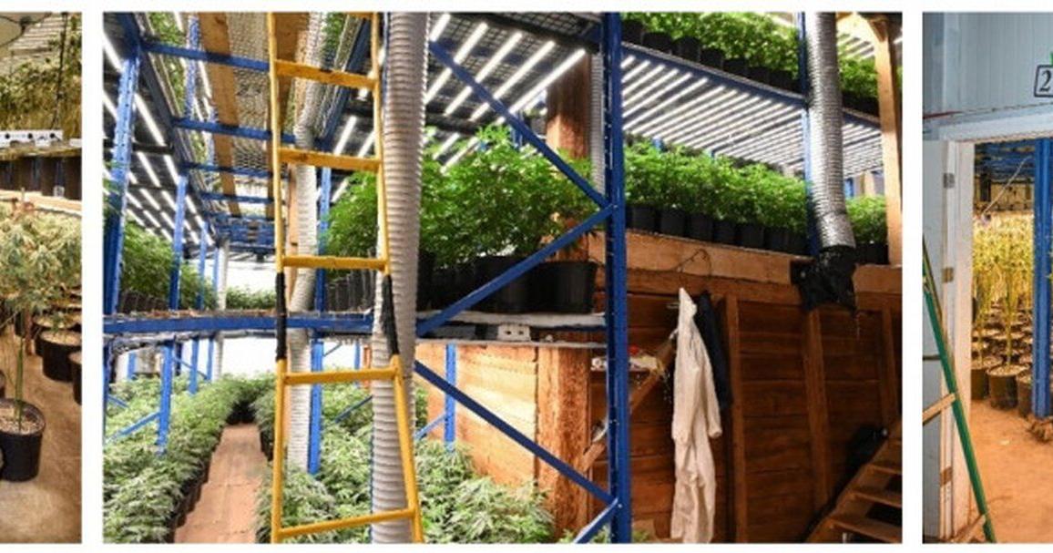 RCMP Dismantles Illegal Cannabis Network in Milton, Seizing 17,000 Plants