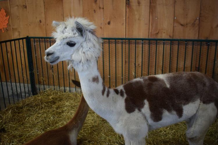 The 173rd Ancaster Fair preparing to welcome the community