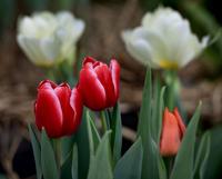 Entertainment News | The Spec