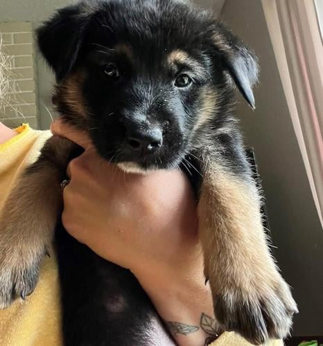 Mounties in Nanaimo, B.C., probe theft of German shepherd puppies