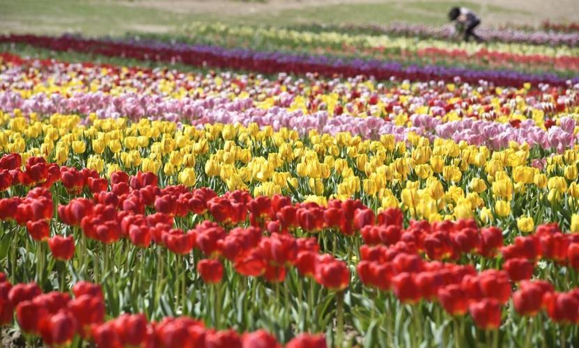 Tulips as far as the eye can see at Tasc U-Pick farm in Fenwick