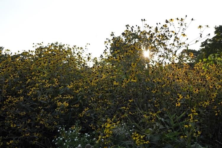 Urban communities that lack shade sizzle when it's hot. Trees are a ...