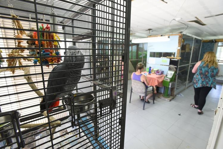Hamilton Aviary’s new adoption program takes flight