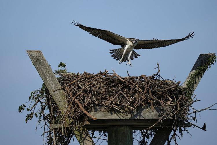 Osprey came back from the brink once. Now chicks are dying in nests ...